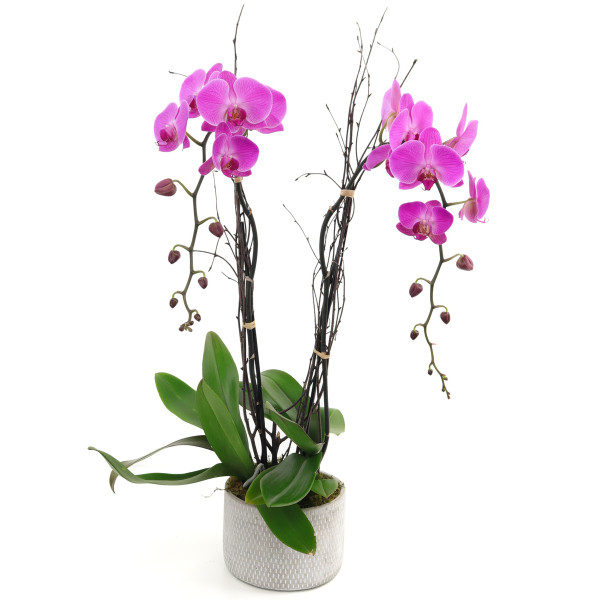 Purple Phalaenopsis Orchid 1 Florist In Los Angeles Dotties Flowers